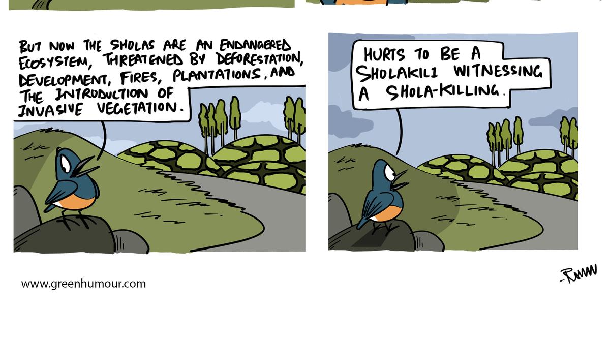 Green Humour by Rohan Chakravarty on Nilgiris Shola Sholakili deforestation - The Hindu
